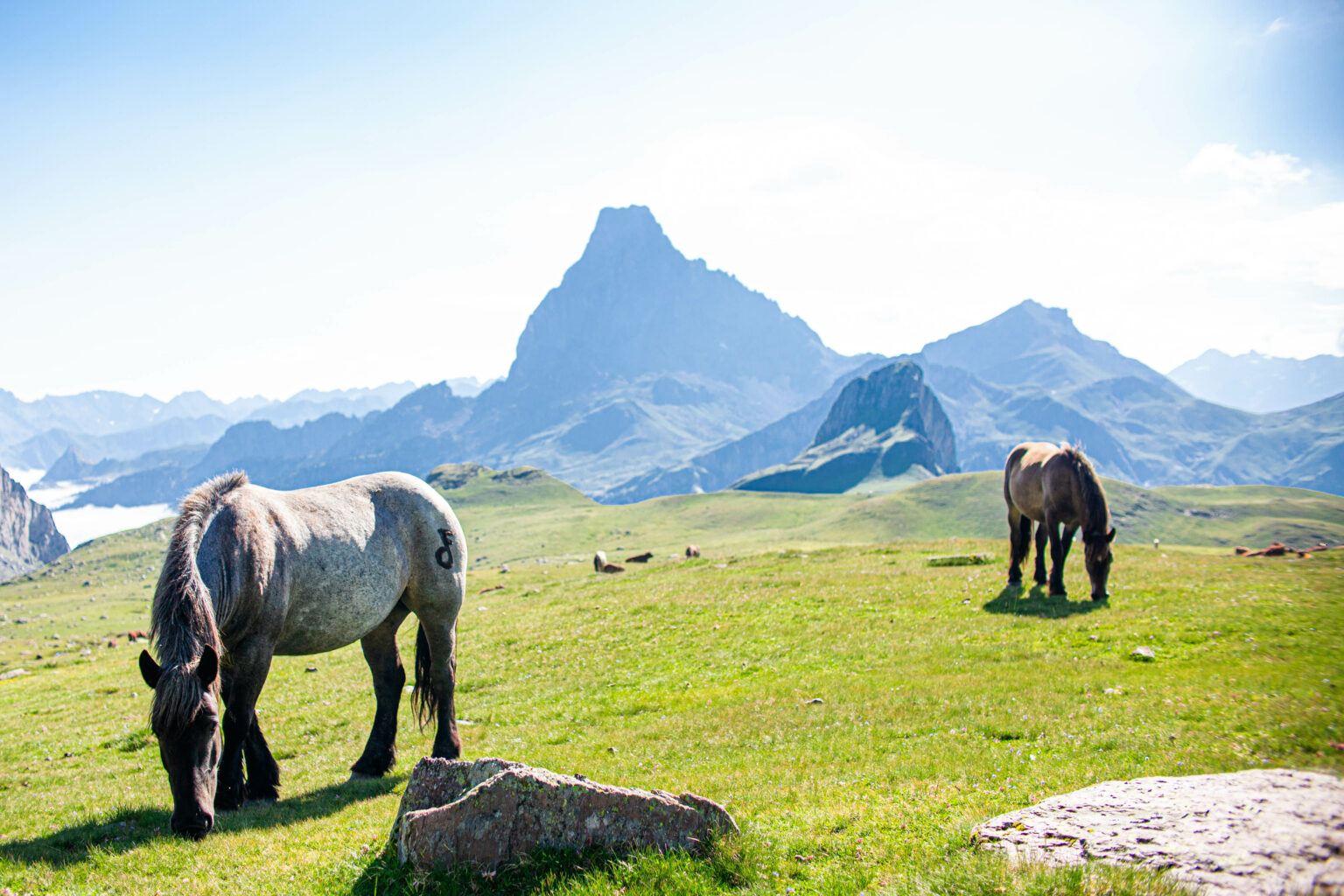Guía para descubrir la fauna de la montaña en los Lagos de Astún - Blog ...